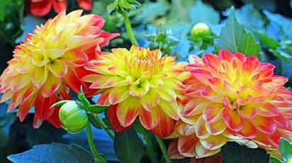 Роскошные георгины для вашего сада – описание видов и обзор интересных ...